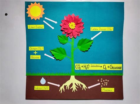 Photosynthesis Model In 2025 Photosynthesis Projects Cool Science Projects Photosynthesis