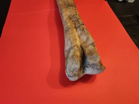 Old Dinosaur Tibia Fossil Missing Documentation Fossil Id The Fossil Forum
