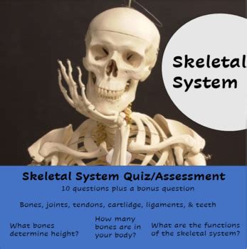 Skeletal System Quiz By MyLearningAdventure TPT