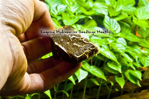 Keeping Hydroponics Seedlings Healthy Grozine
