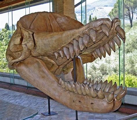 Paleontology In Action Whale Fossil Find In Irvine Landfill Expansion