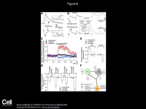 Perisomatic Gaba Release And Thalamocortical Integration Onto