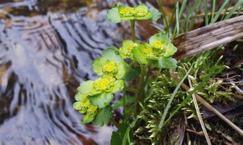 Chrysosplenium Alternifolium Mokrýš Střídavolistý Saxifragaceae Lomikamenovité Natura
