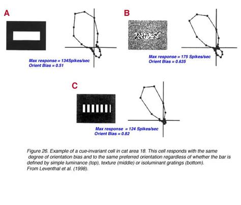 9 1 Primary Visual Cortex By Matthew Schmolesky Webvision