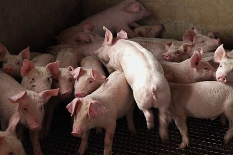 無抗飼養02不用抗生素養動物植生劑正夯東方中草藥是寶庫助抗氧化 上下游新聞