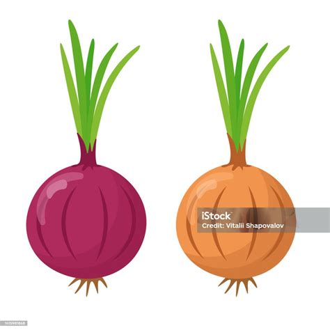 붉은 양파와 양파는 흰색 배경에 고립되어 있습니다 붉은 양파와 양파의 차이 플랫 스타일 건강한 생활방식에 대한 스톡 벡터 아트