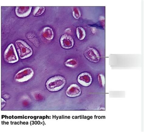 Practical 2 Diagram Quizlet