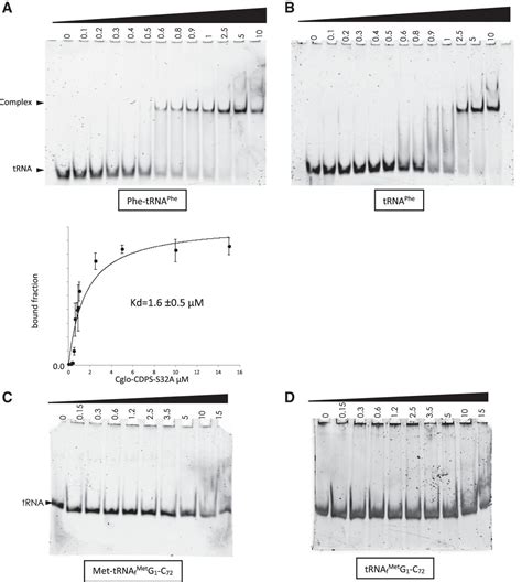 Structural Basis Of The Interaction Between Cyclodipeptide Synthases And Aminoacylated Trna
