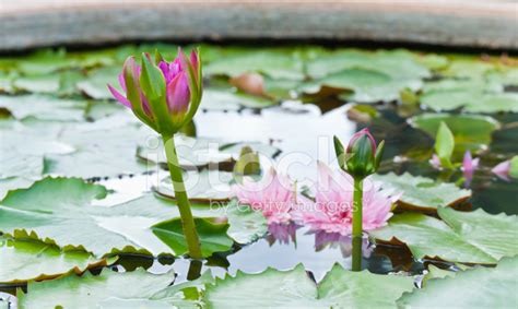 강에 핑크 로터스 스톡 사진 Freeimages