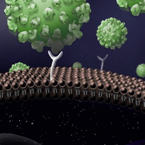 The Sars Cov 2 Spike Protein Facilitates Host Cell Invasion By Binding Download Scientific