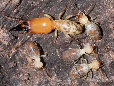 Exploding Blue Termites Spew Toxic Goo In Battle Live Science