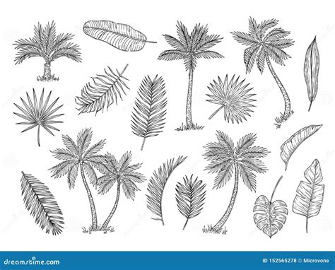 Sketch Palm Tree Tropical Rain Forest Trees And Exotic Palm Leaves