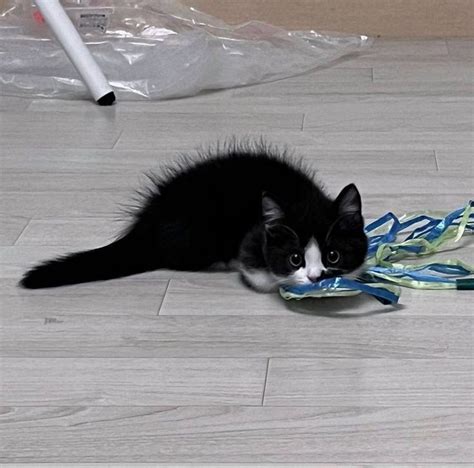 голые котята 2024 ВКонтакте