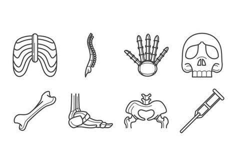 Human Bone Vector Art Icons And Graphics For Free Download
