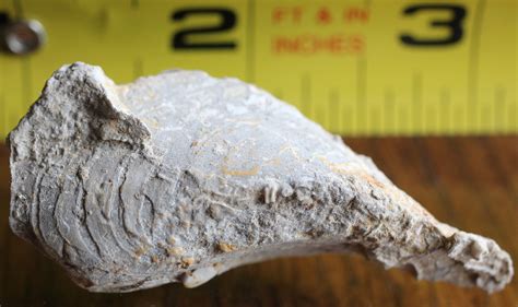 Help Identifying Bivalve Brachiopod Fossil ID The Fossil Forum