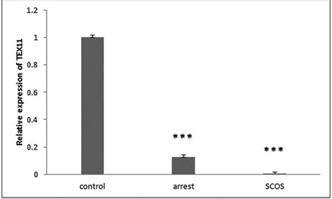 Expression Analysis Of Genes Encoding Tex11 Tex12 Tex14 And Tex15 In Testis Tissues Of Men