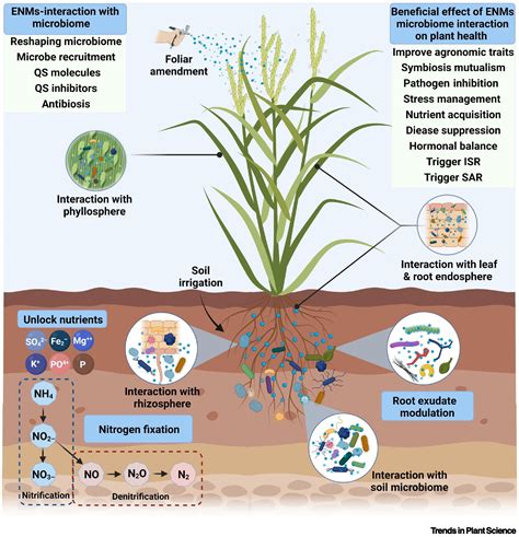 Dynamic Interplay Between Nano Enabled Agrochemicals And The Plant Associated Microbiome Trends