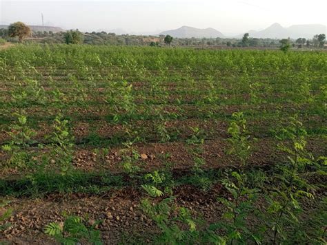 Shailendra Pratap Singh On Linkedin Farmers Of Nashik Are Also Getting Attracted Towards