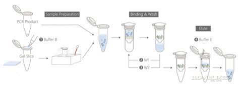 Thermo Scientific Gel Extraction Kit Protocol At Andrew Gillan Blog