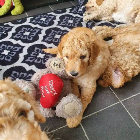 15 Photos Of Standard Poodle Puppies That Make Everyone Fall In Love
