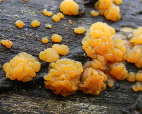 Weird And Wonderful Wild Mushrooms Choosing Between Sex And Celibacy Anamorphic Fungi I