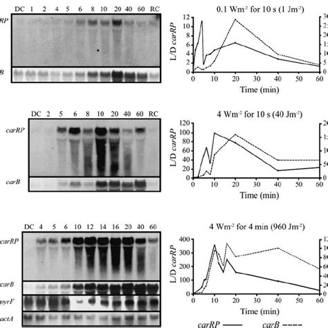 Hplc Elution Profile Of Carotenoids Produced In Several Transformants