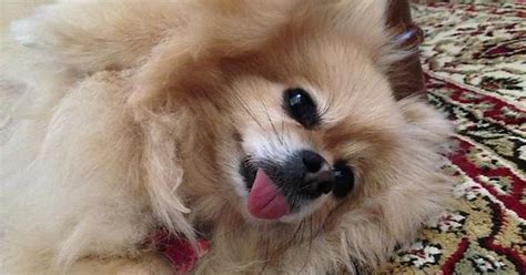 We Interrupt Your Regularly Scheduled Imgur View To Bring You These