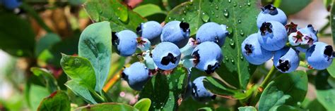 Blueberries Land Use New Zealand