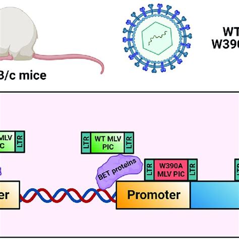 Model Of Mlv Integration In Vivo The Mlv Preintegration Complex Pic