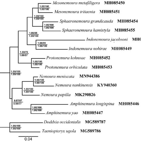 The Consensus Phylogenetic Trees Based On The Concatenated Nucleotide Download Scientific