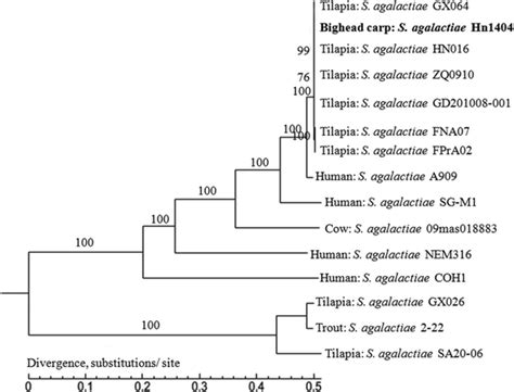 Phylogenetic Tree Showing The Relationship Among Streptococcus