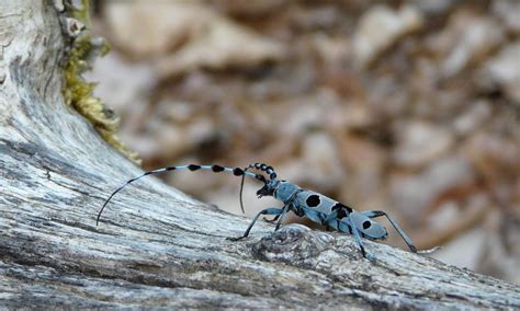 Fauna Rosalia Alpina Fiche Espèce