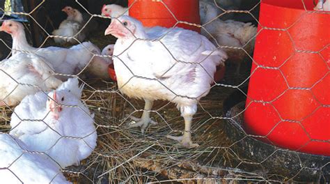 Tips On Rearing Broilers Chaminukanews24