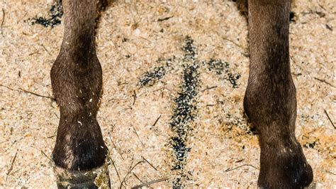 Foal Diseases Epiphysitis The Horses Advocate