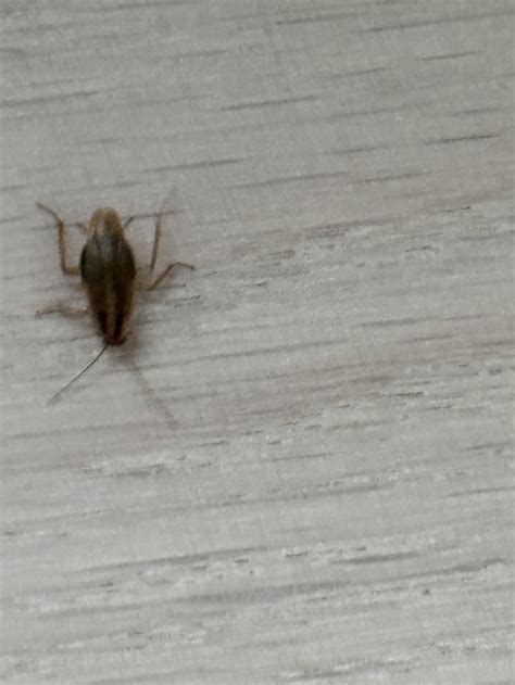 Id Request R Whatsthisbug