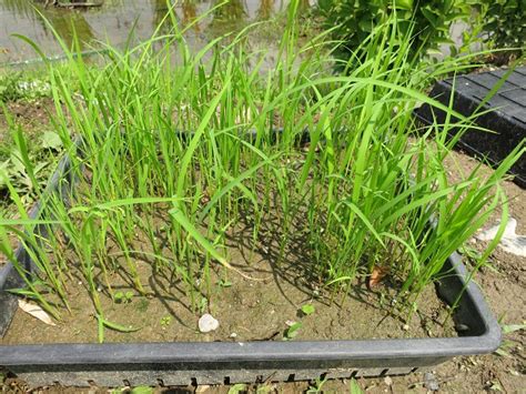 猪名川万葉植物園四季の写真