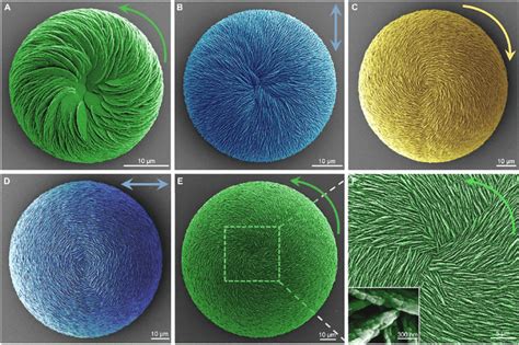 Chiral Switching Of Hierarchically Organized Vaterite Suprastructures