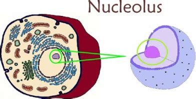 Nucleolus Organelles