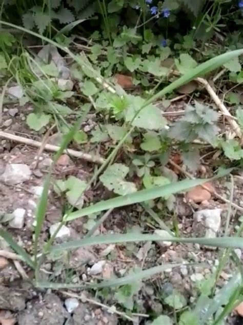 Managed To Film The Tiniest Mouse Ive Met Her Today On A Field Trip Edit It Might Be A Vole