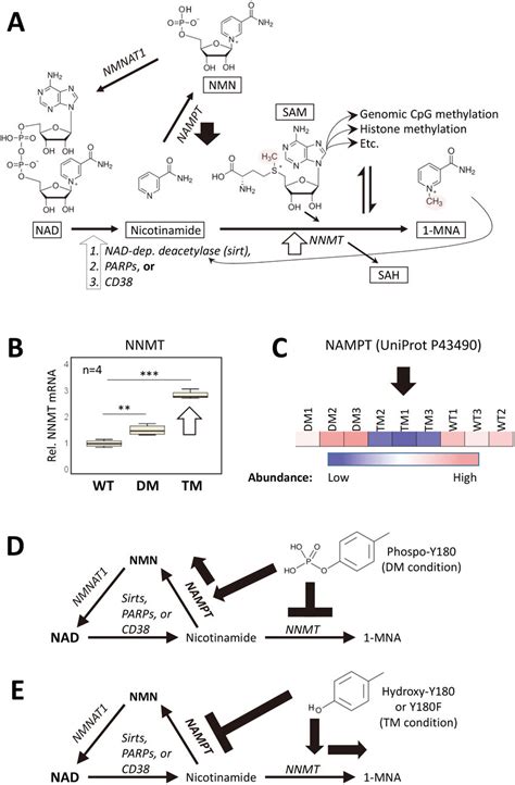 Pgrmc1 Y180 Phosphorylation Is Implicated In Nad Homeostasis Panels Download Scientific