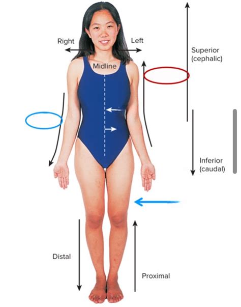 Anatomical Landmarks Pt 2 Diagram Quizlet