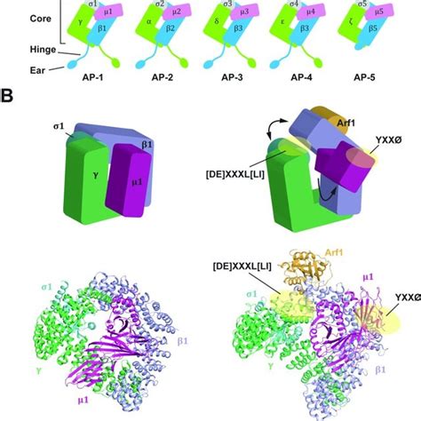 Pdf Adaptor Protein Complexes And Intracellular Transport