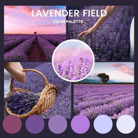 Image Color Picker Image Color Palette Image Color Finder