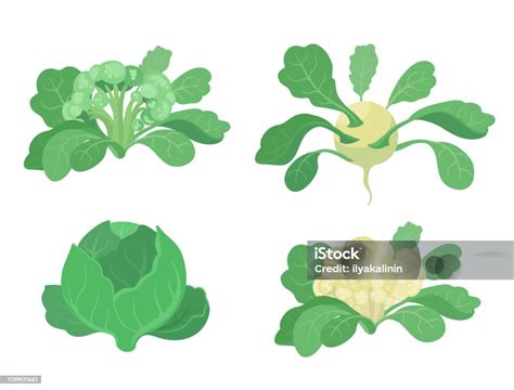 양배추 세트 양배추의 브로콜리 콜라 비 콜 플라워 종류 공장 수확 채소 브라시카 현 벡터 평면 그림입니다 개체 그룹에 대한 스톡 벡터 아트 및 기타 이미지 Istock