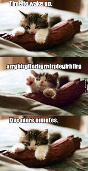 20 Adorable Kitten Memes To Cheer Up Your Day
