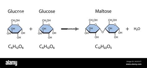 Structural Formula Of Maltose