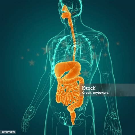 의료 개념 3d에 대한 인간 소화 시스템 해부학 식도에 대한 스톡 사진 및 기타 이미지 식도 3차원 형태 간 내부 기관 Istock