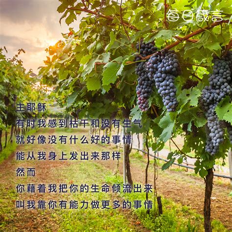 耶稣是真葡萄树