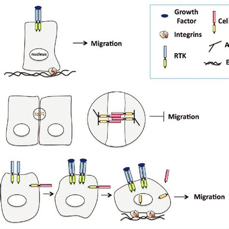 Cell Migration Regulated By Cell Cell And Cell Ecm Adhesion Is Altered