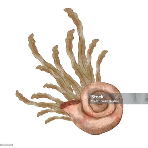 나선형 조개껍데기와 해초 덤불 붉은 산호 수채화 손으로 그린 그림 아이콘 또는 로고에 대 한 흰색 배경에 고립되어 있습니다 카드